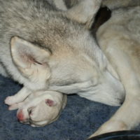 Husky Pregnancy Week By Week - Symptoms, Calendar And Stages