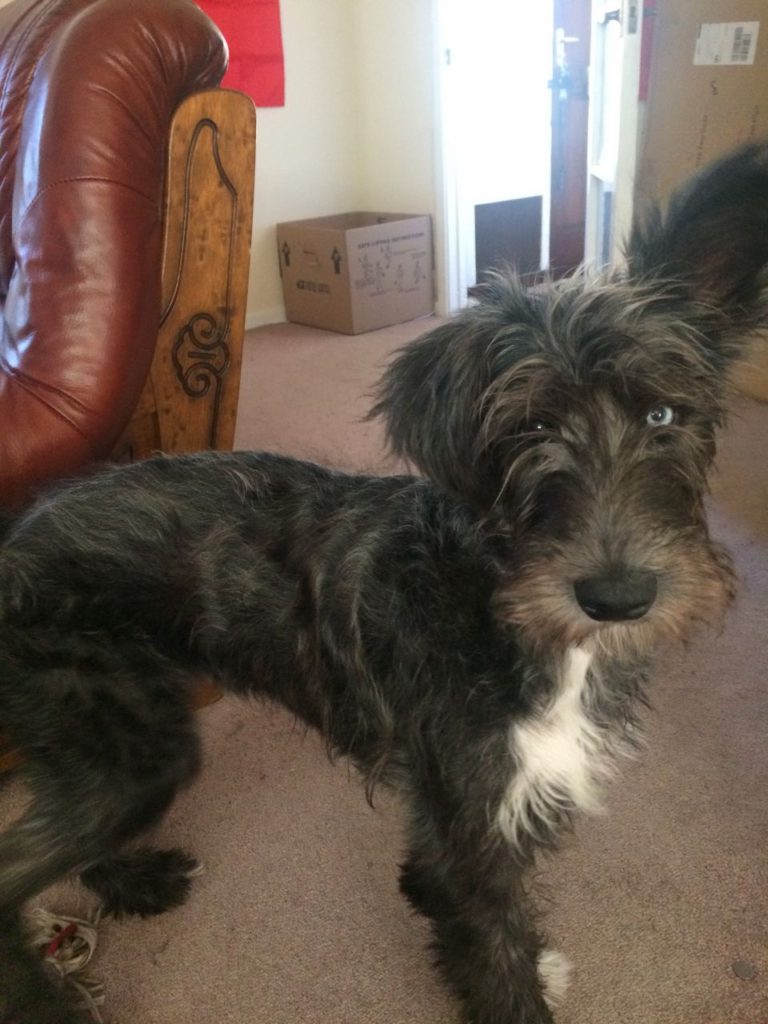 Husky Mix With Poodle - Health, Lifespan And Care