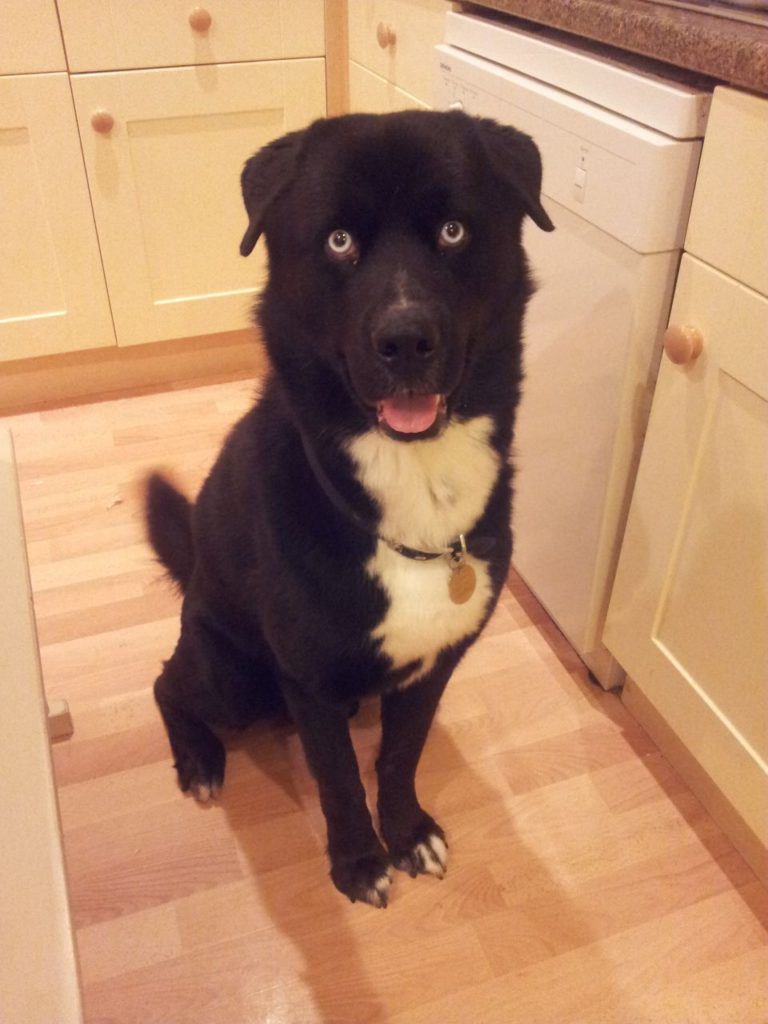 Newfoundland Cross Husky: Common Health Problems And Lifespan