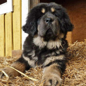Newfoundland Cross Husky: Common Health Problems And Lifespan