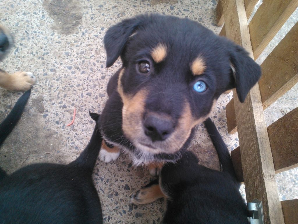 Rottweiler Mixed With Husky - Common Information
