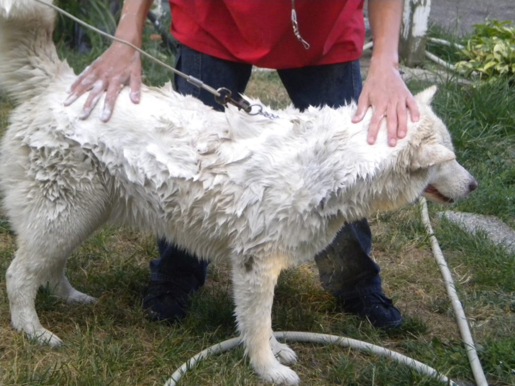Cocker Spaniel Cross Labrador: Spanador Breed Characteristics ...