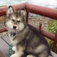 Alaskan Malamute German Shepherd Mix - Common Information And Pictures