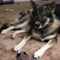 Alaskan Malamute German Shepherd Mix - Common Information And Pictures