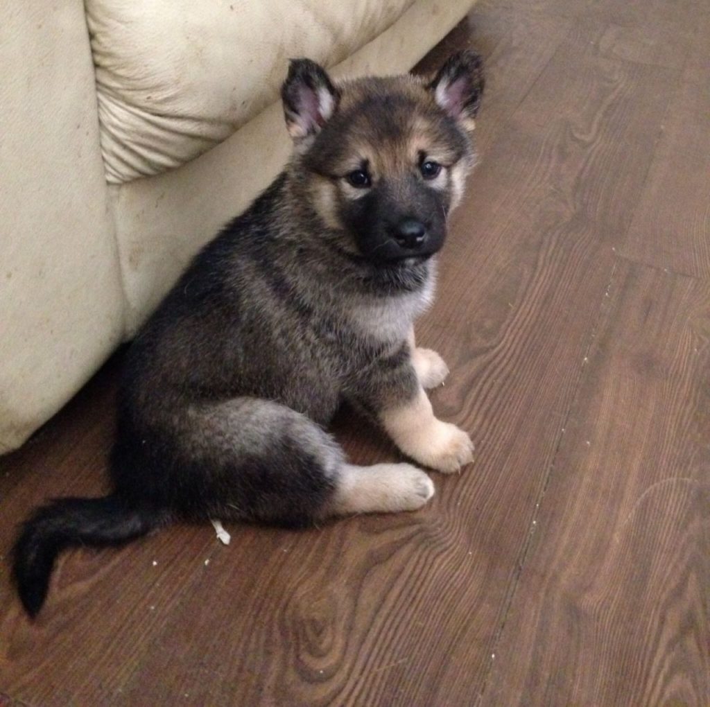 Alaskan Malamute German Shepherd Mix - Common Information And Pictures