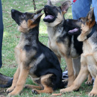 Average Cost Of A German Shepherd - Important Tips For Choosing