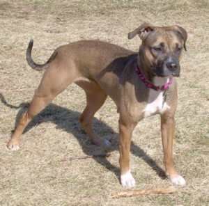 Boxer German Shepherd Mix - Common Information And Pictures