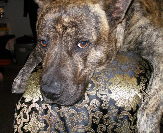 German Shepherd Pitbull Mix Full Grown