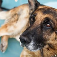 German Shepherd Eye Problems - Treatment And Caring