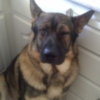 German Shepherd Eye Problems - Treatment And Caring
