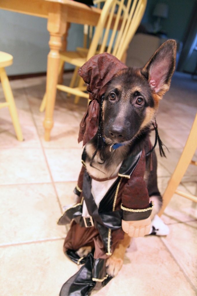 German Shepherd Costume - Best Ideas And Pictures