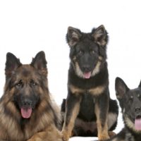 Male German Shepherd Names - Tips And Criteria For Choosing