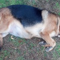 German Shepherd Pregnancy Week By Week - Symptoms, Calendar And Stages