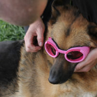 German Shepherd Eye Problems - Treatment And Caring