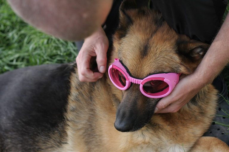 German Shepherd Eye Problems - Treatment And Caring