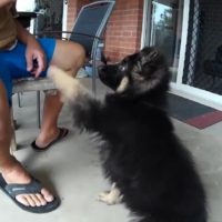 9 Week Old German Shepherd - Common Information And Pictures