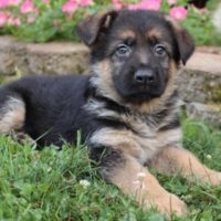 9 Week Old German Shepherd - Common Information And Pictures