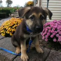9 Week Old German Shepherd - Common Information And Pictures