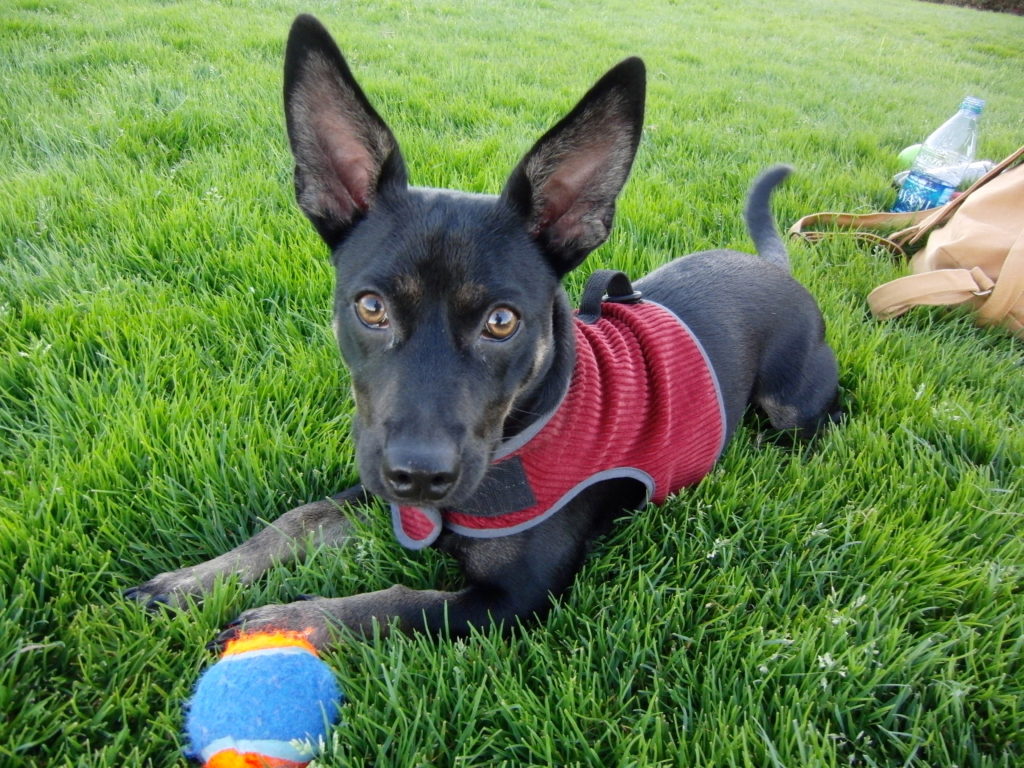 Chihuahua German Shepherd Mix - Common Information And Pictures
