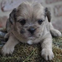 Pug Shih Tzu Mix - Common Information And Pictures