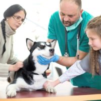 Husky Hip Dysplasia - Symptoms, Treatment And Prevention Measures