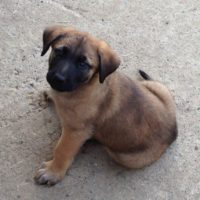 German Shepherd Mastiff Mix - Common Information And Pictures