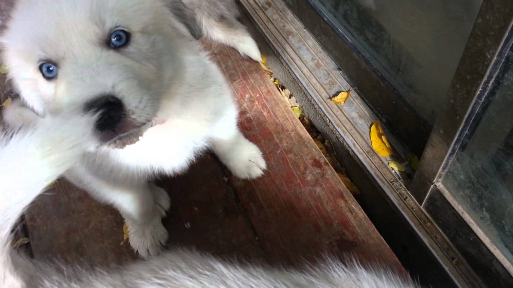 Great Pyrenees And Husky Mix - Interesting Facts And Pictures