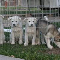 Great Pyrenees And Husky Mix - Interesting Facts And Pictures