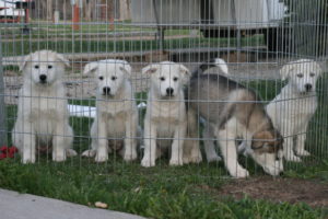 Great Pyrenees And Husky Mix - Interesting Facts And Pictures