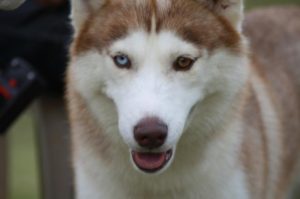 Husky Eye Problems - Possible Eye Diseases And Tips For Caring