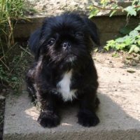 Pug Shih Tzu Mix - Common Information And Pictures