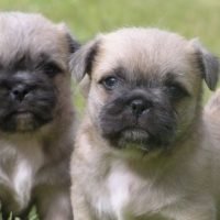 Pug Shih Tzu Mix - Common Information And Pictures