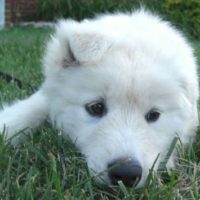 Great Pyrenees And Husky Mix - Interesting Facts And Pictures