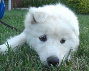 Great Pyrenees And Husky Mix - Interesting Facts And Pictures