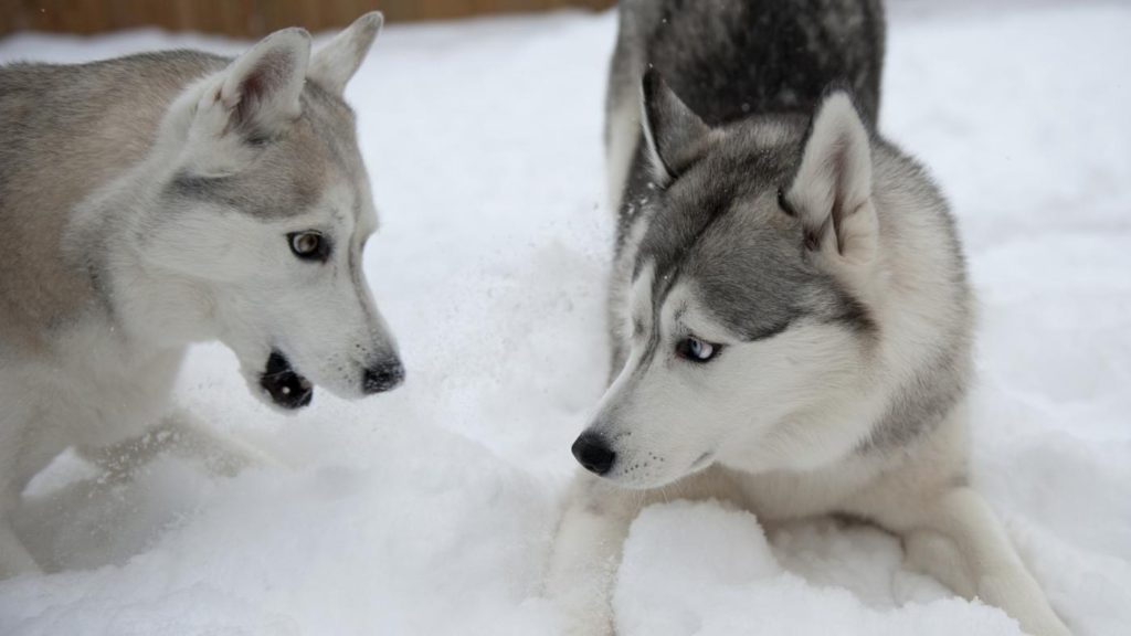 Husky : German Shepherd and Siberian Husky mix: Appearance, Character ...
