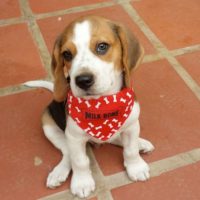 3 Months Beagle Puppy - Training, Diet And Tips For Caring