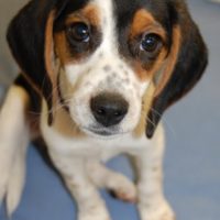 3 Months Beagle Puppy - Training, Diet And Tips For Caring