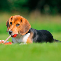 3 Months Beagle Puppy - Training, Diet And Tips For Caring