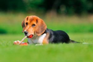3 Months Beagle Puppy - Training, Diet And Tips For Caring