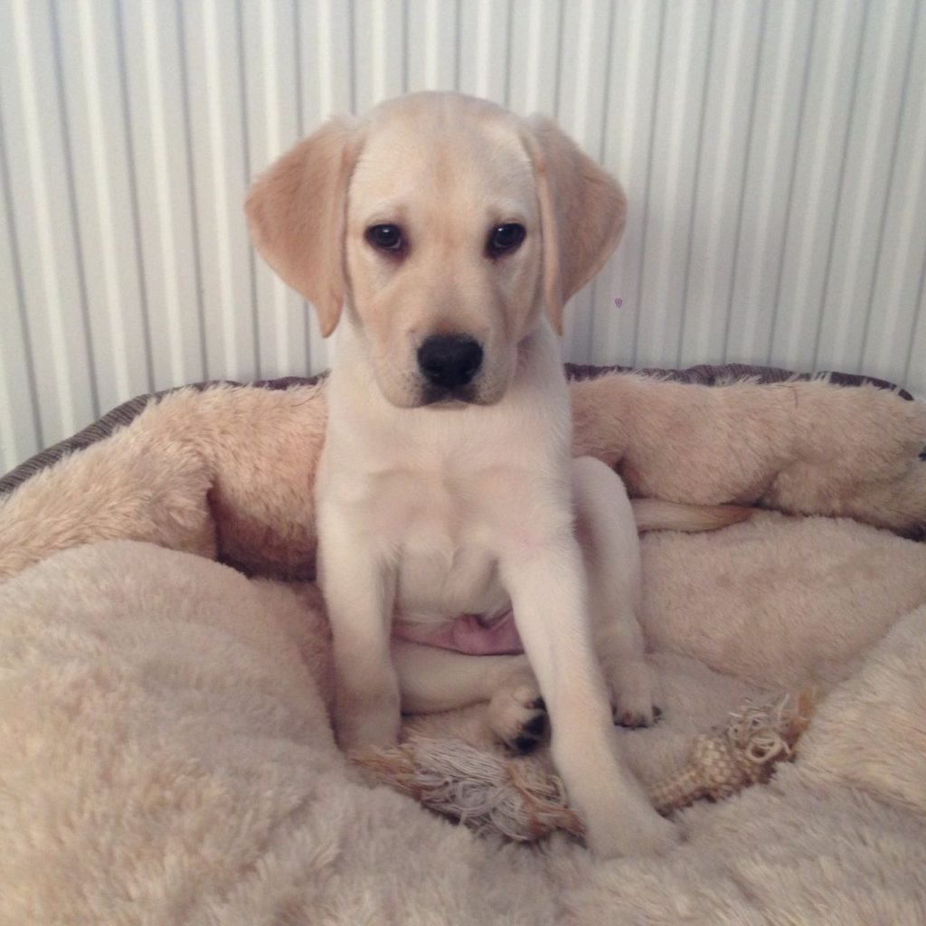 Ideal Exterior Characteristics For Labrador Retriever