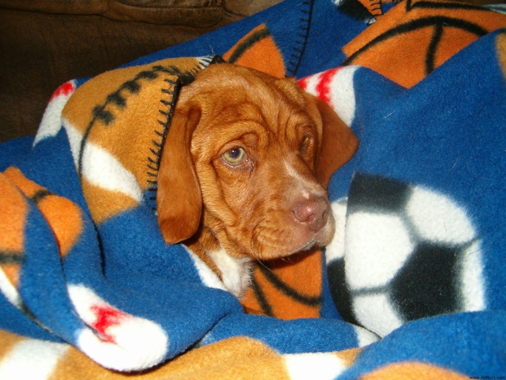 Beagle Cocker Spaniel Mix - Personality Traits And Training Tips