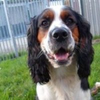 Beagle Cocker Spaniel Mix - Personality Traits And Training Tips