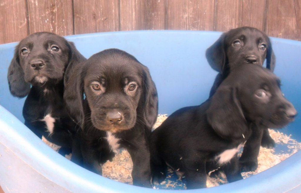 Beagle Cocker Spaniel Mix - Personality Traits And Training Tips