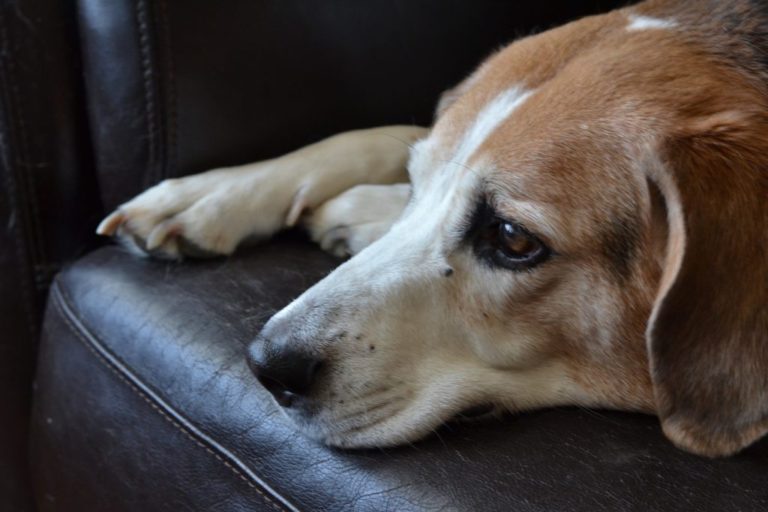 Beagle : Common Ear Problems of Beagke: Symptoms of Ear Diseases and ...