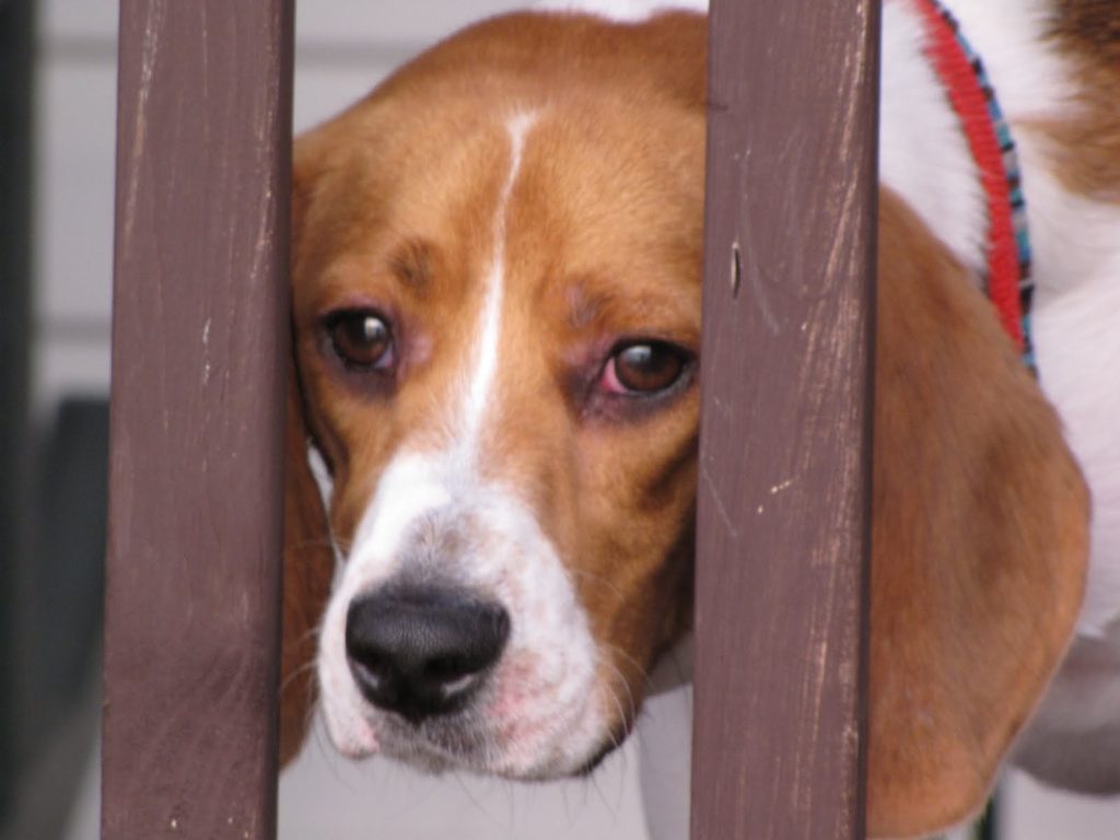 Beagle Eye Diseases - Conditions And Tips For Caring