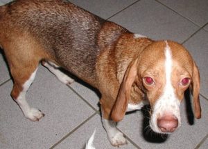 Beagle Eye Diseases - Conditions And Tips For Caring