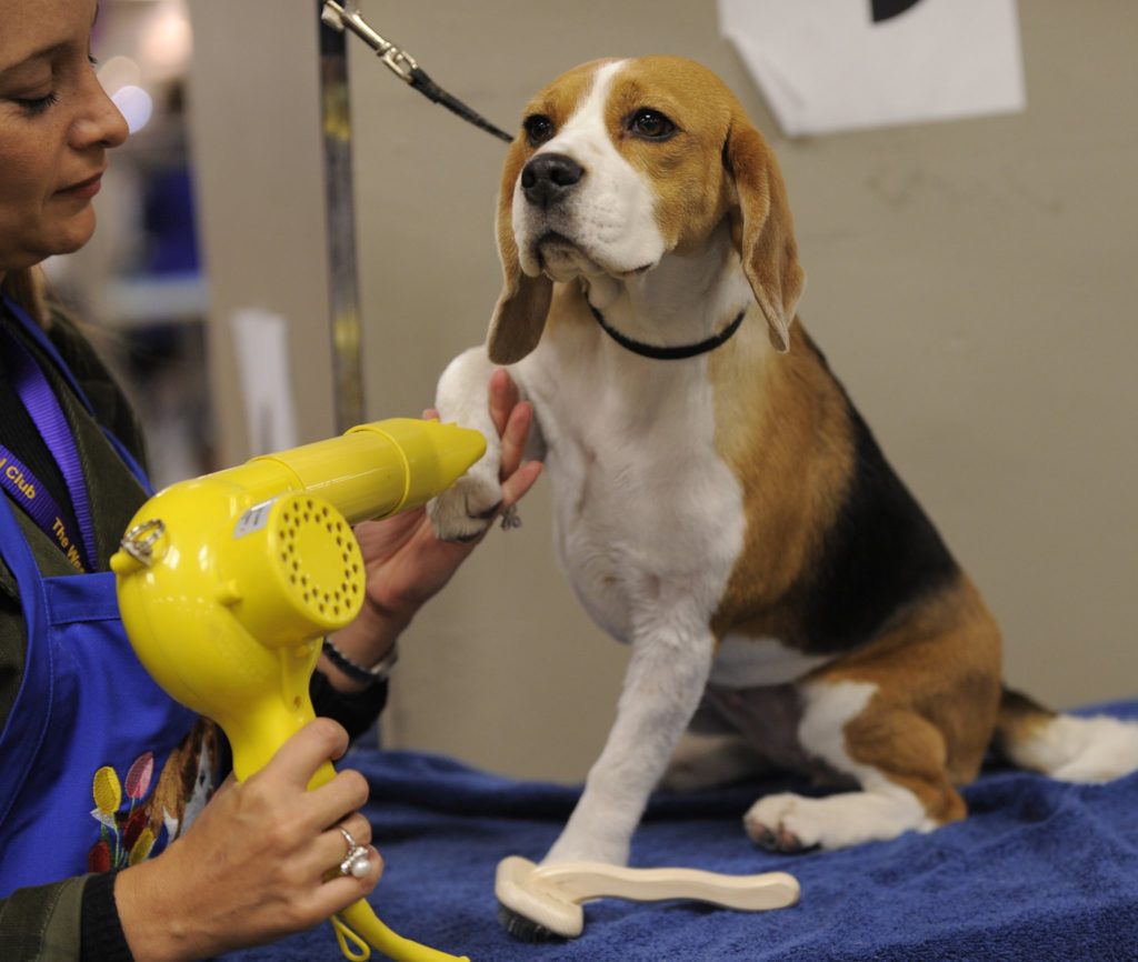 Best Grooming Tools For Beagle - Brushing, Trimming And Tips For Breeders