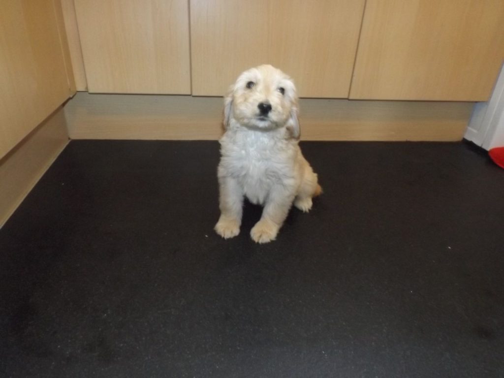 Beagle And Poodle Mix - Common Information And Pictures