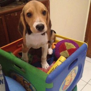 3 Months Beagle Puppy - Training, Diet And Tips For Caring