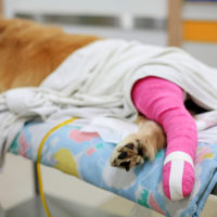 Cancer Labrador Retrievers - Diagnostics And Treatment